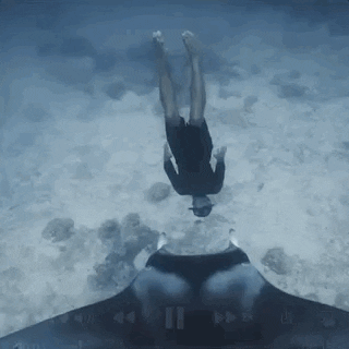 Manta GIF by Coral Gardeners - Find & Share on GIPHY