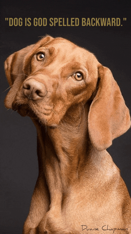 Dog Life Is The Best Life GIFs - Get the best GIF on GIPHY