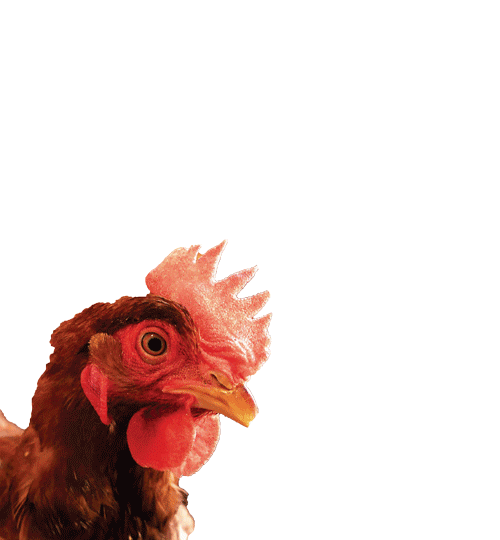 Chicken Head Gif