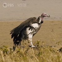 Vultures Gif