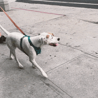 Stop Talking Shit Meme