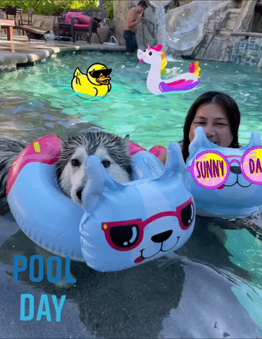 Dog Pool GIF - Find & Share on GIPHY