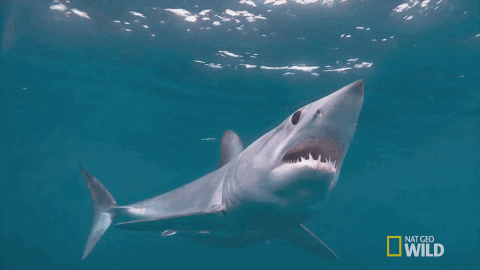 Shark Swimming Gif