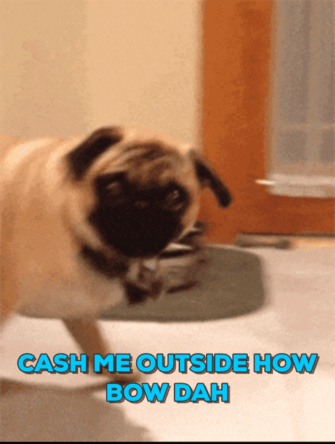 Pug Hello GIF by Becky Chung - Find & Share on GIPHY
