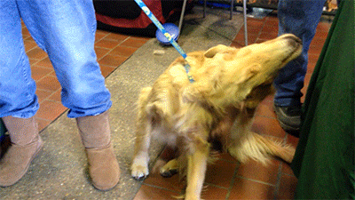 Dog GIF by Westminster Kennel Club - Find & Share on GIPHY