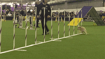 Dog GIF by Westminster Kennel Club - Find & Share on GIPHY