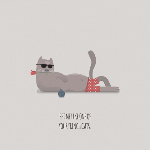 Steve The Cat GIFs - Get the best GIF on GIPHY