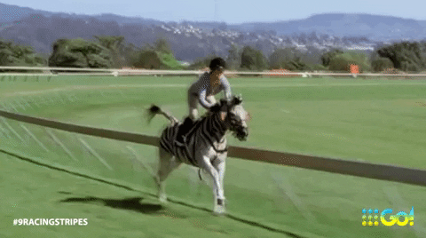 Racing Stripes GIFs - Get the best GIF on GIPHY