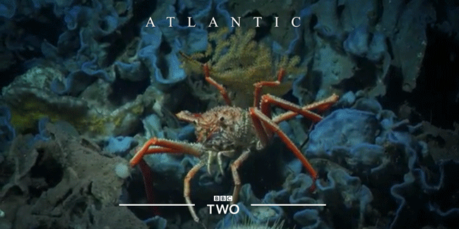 Sea Creature Ocean GIF by BBC - Find & Share on GIPHY
