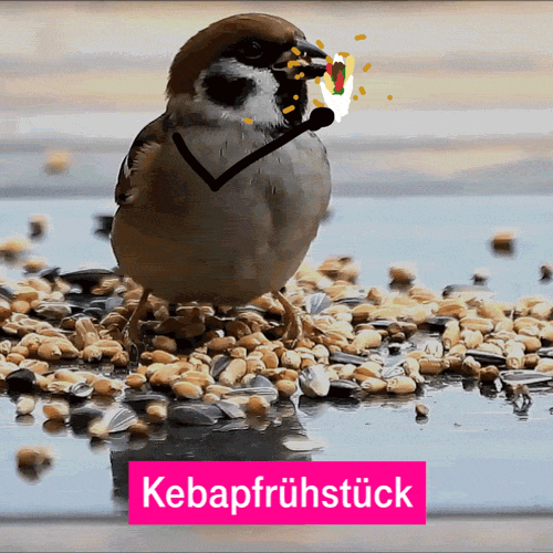 Eurasian Tree Sparrow GIFs - Find & Share on GIPHY