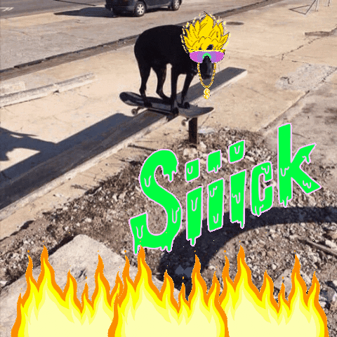 Chill Dogs GIFs - Find & Share on GIPHY