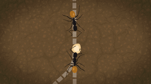 Insect Behavior GIFs - Get the best GIF on GIPHY