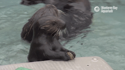 Hungry Sea Otter GIF by Monterey Bay Aquarium - Find & Share on GIPHY