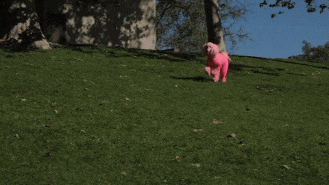 Pink Poodle GIFs - Get the best GIF on GIPHY