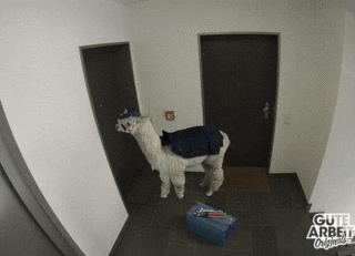 Baby-Zwergziegen Gif