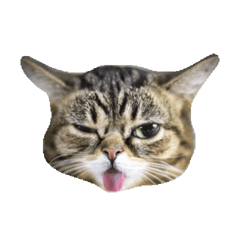 Cute Cat Stickers! by Stickers | GIPHY