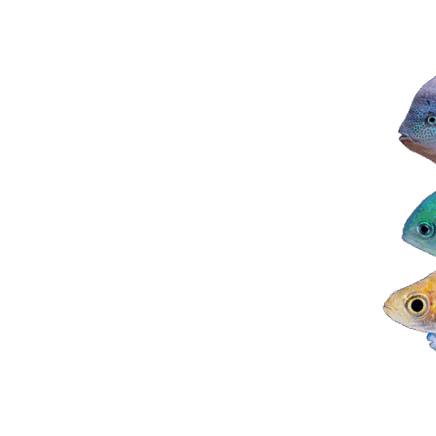 Transparent Fish Gif