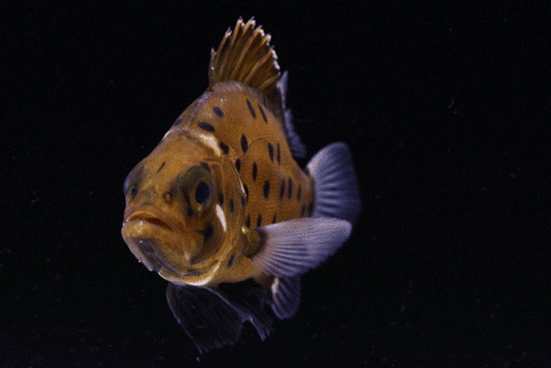 Baby Fish GIFs - Find & Share on GIPHY