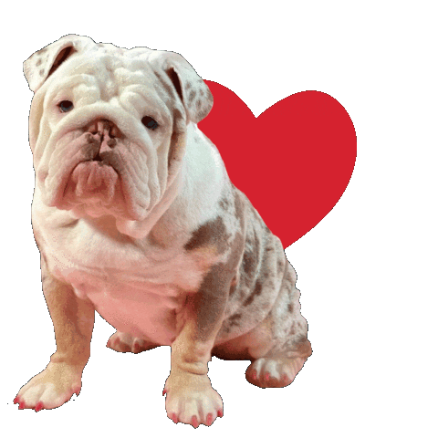 Best Dog Gifs by Diggs Pet | GIPHY