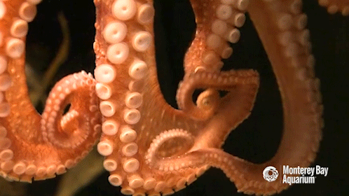 Red Octopus GIF by Monterey Bay Aquarium - Find & Share on GIPHY