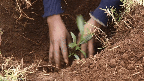 Planting Connect2Earth GIF by Earth Hour - Find & Share on GIPHY