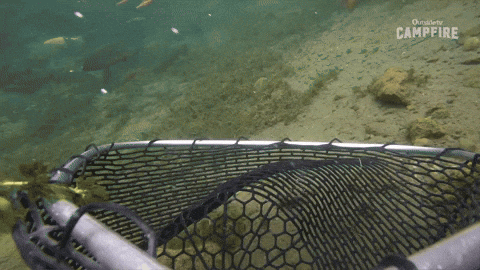 Fish Fishing GIF by Outside TV - Find & Share on GIPHY