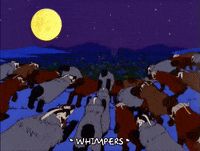 Wildebeest Stampede Gif