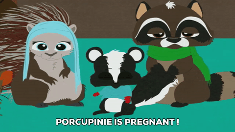 Raccoon Skunk GIF by South Park - Find & Share on GIPHY