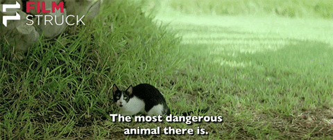 Dangerous-animal GIFs - Get the best GIF on GIPHY
