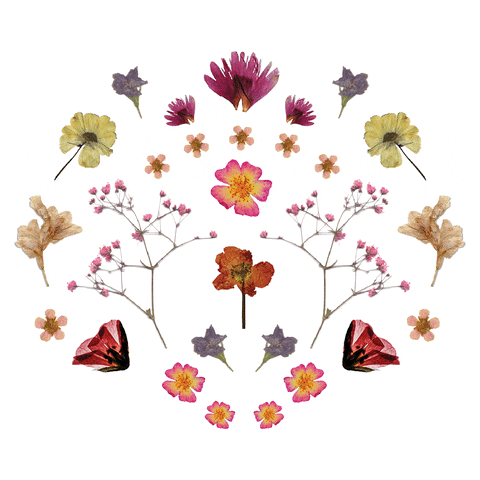 Pressed Flower GIFs - Get the best GIF on GIPHY