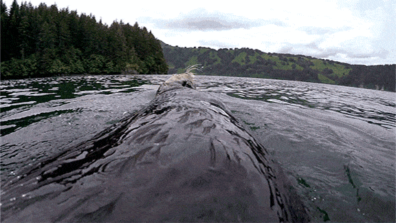 Wild Animals #Spyinthewild GIF by PBS - Find & Share on GIPHY