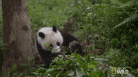 Panda Falling Down Gif