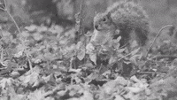 Dramatic Squirrel Gif