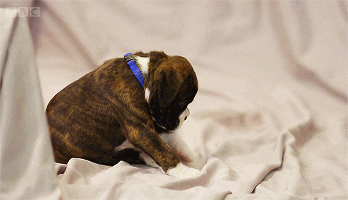 Cute Puppy Waking Up