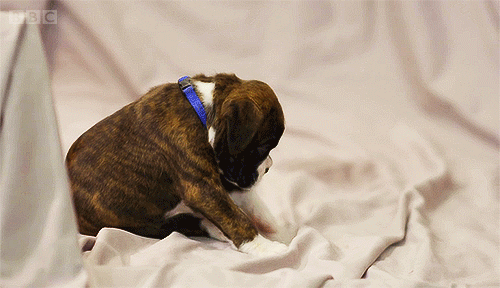 Waking Up Dog GIF by BBC - Find & Share on GIPHY