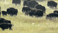 Bison Running Gif