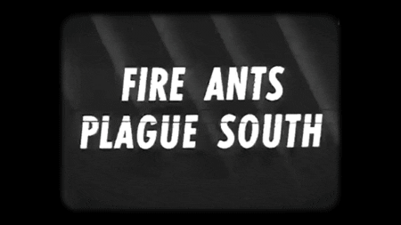 Fire Ants GIFs - Get the best GIF on GIPHY