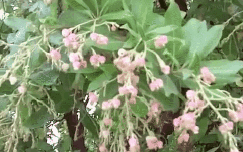 Strawberry Tree GIFs - Get the best GIF on GIPHY