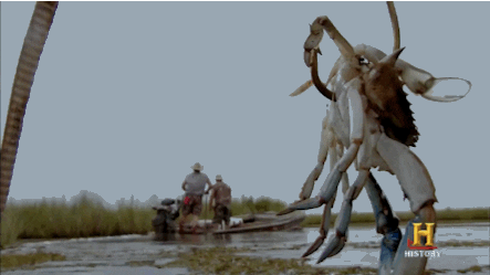 Swamp Monday GIFs - Get the best GIF on GIPHY