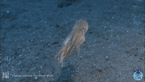 Sea Ocean GIF by Science Friday - Find & Share on GIPHY