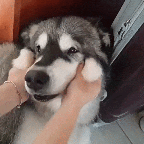 Squish Squish GIFs - Get the best GIF on GIPHY