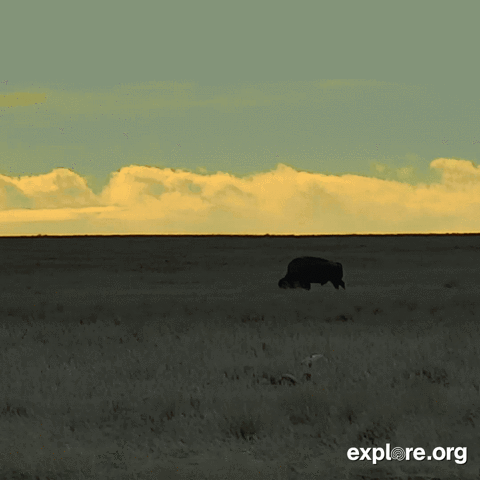 Bison Love GIF by explore.org - Find & Share on GIPHY
