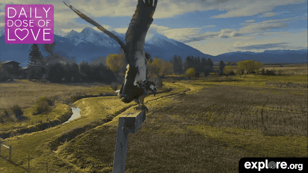Love Birds Landscape GIF by explore.org - Find & Share on GIPHY