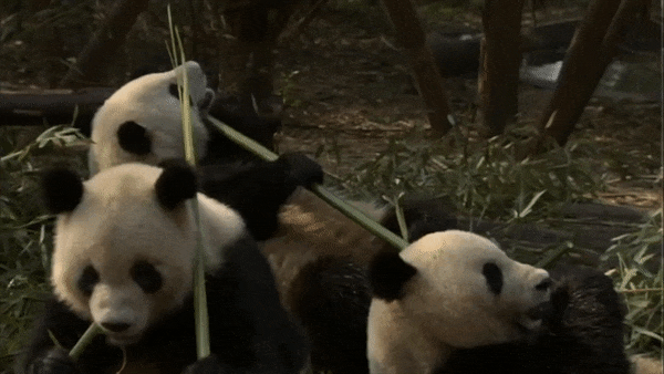 Pandas Picnic GIF by Neon Panda MX - Find & Share on GIPHY
