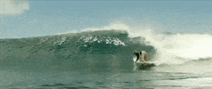 The Shallows GIFs on GIPHY - Be Animated