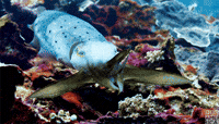 Cuttlefish Camouflage Gif
