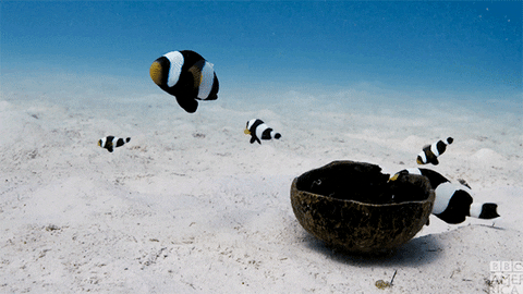 Blue Planet Teamwork GIF by BBC America - Find & Share on GIPHY