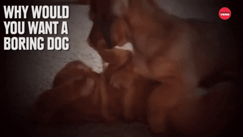 Boring Animated Gif