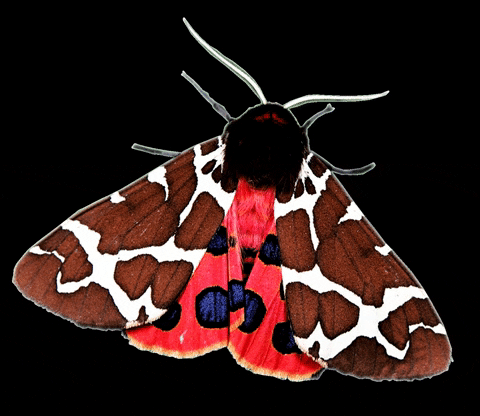 Moths GIFs - Find & Share on GIPHY