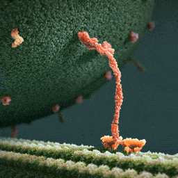 Myosin GIFs - Get the best GIF on GIPHY